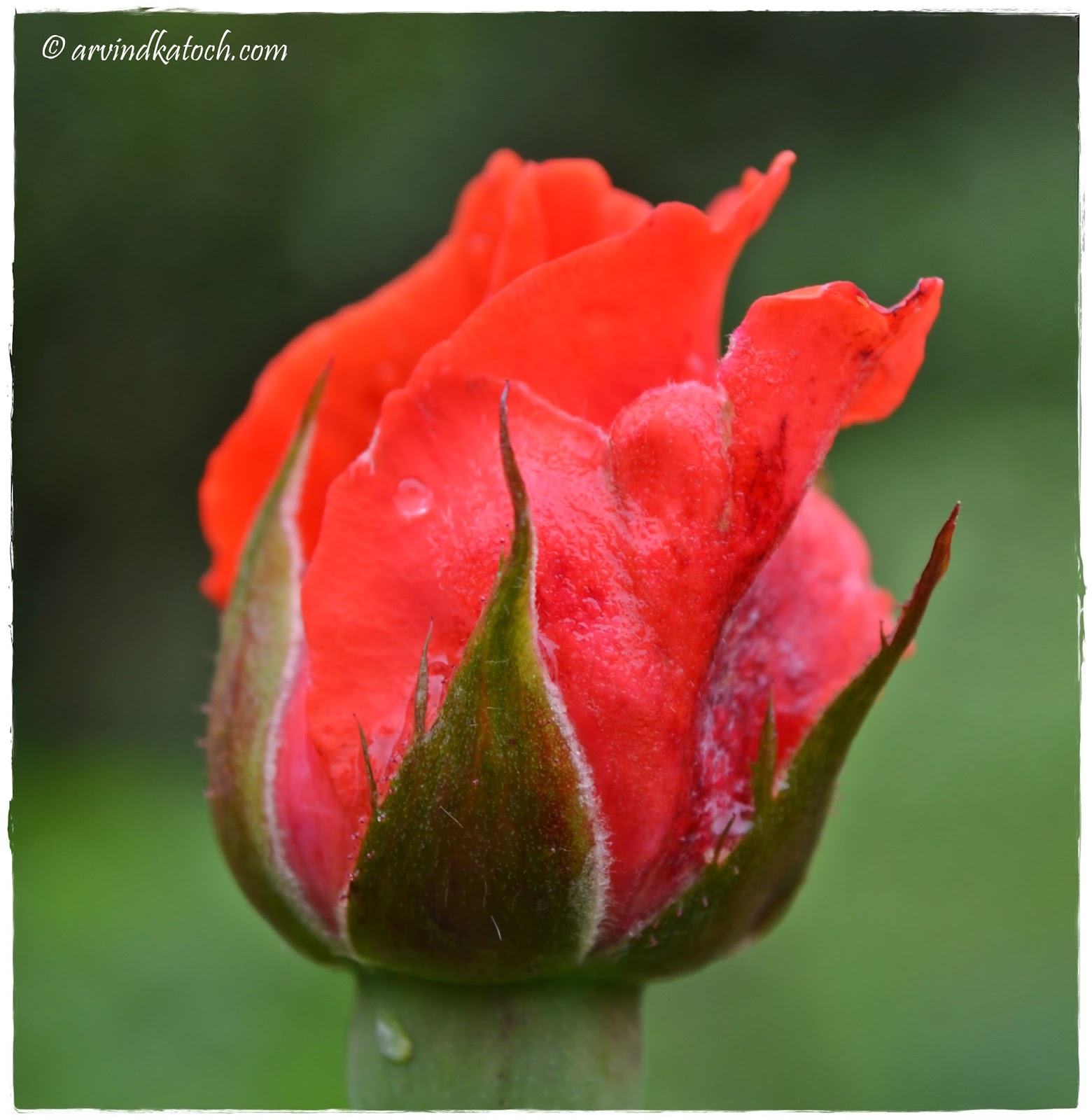 Arvind Katoch Photography : Flower