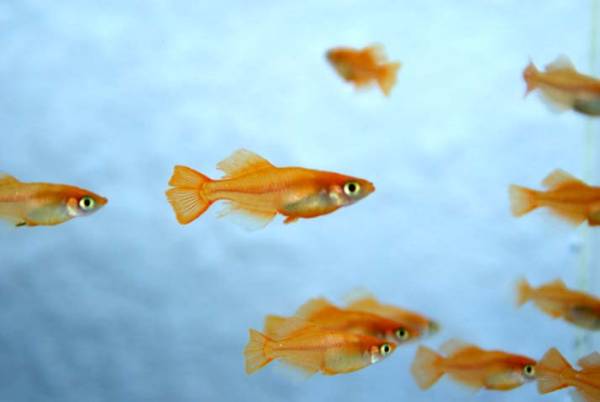 Goldfish Garage: A Two Car Fishroom: Medaka: Japanese Rice fish ...