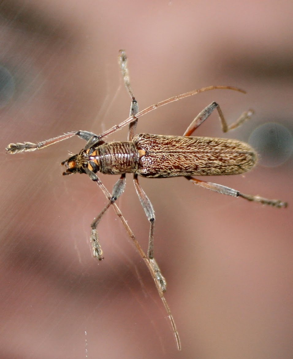 THE LAST VISIBLE DOG: Lemon Tree Borer?