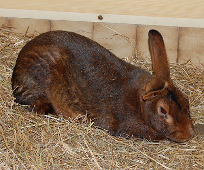 Belgian Hare o Liebre Belga ~ R3 Pets