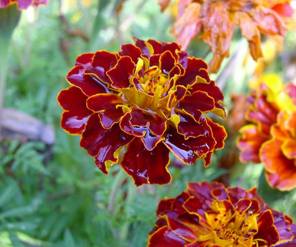 Liis Luhamaa blogi: Mis värvi annab peiulill?