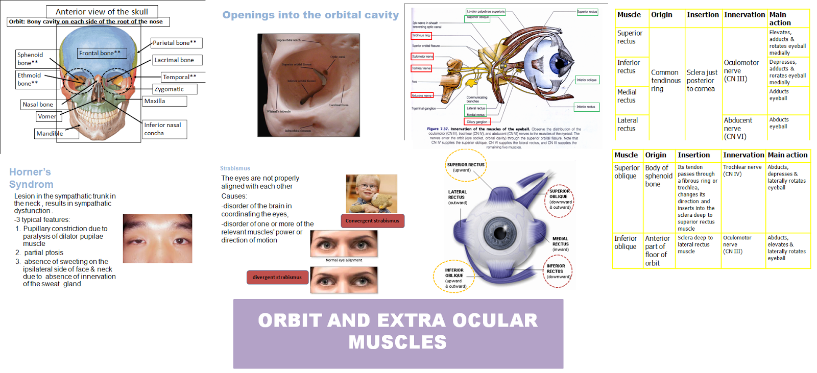 Medical Concept maps : Musculoskeletal system