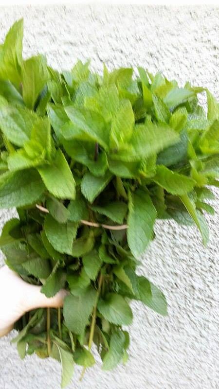 Menta Olandeza sau Izdraeliana: menta proaspata sau menta fresh 2018