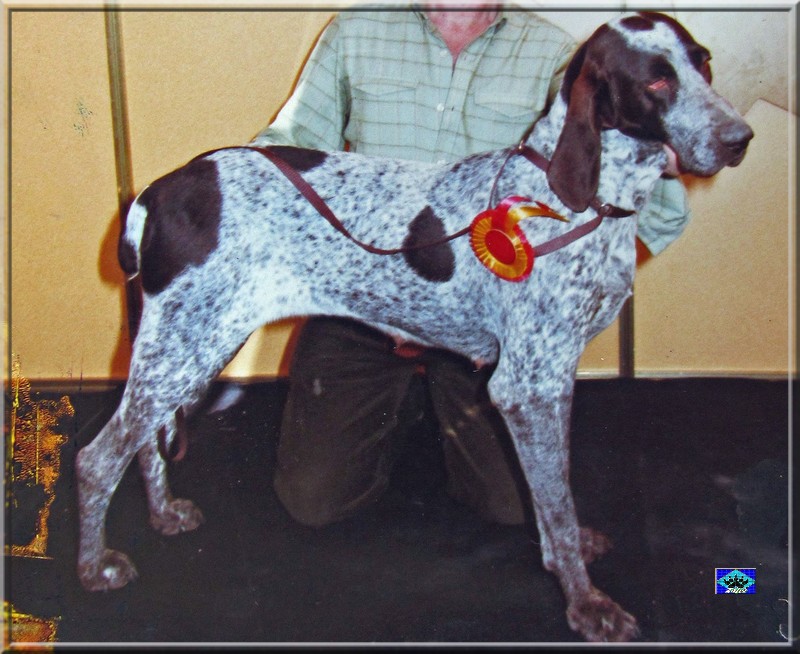 ZáLeZ: PERRO PERDIGUERO DE BURGOS (Frías)