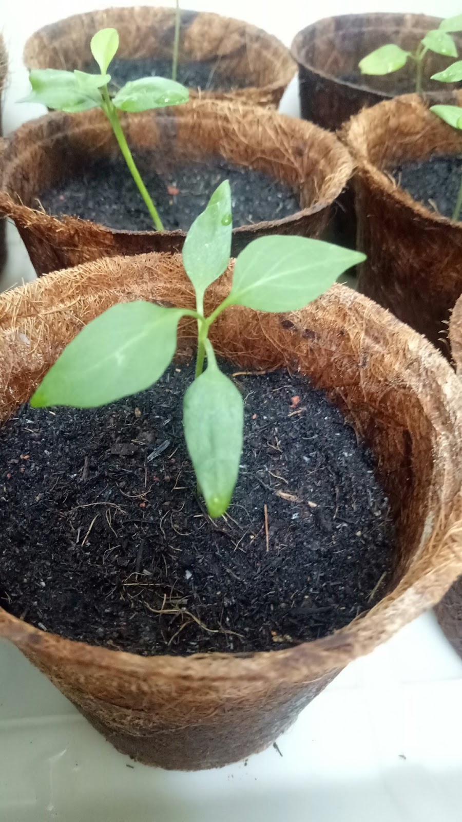 Cara-cara Menanam Pokok Cili Padi