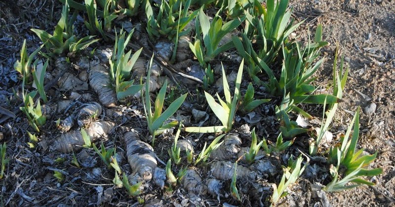 Flora Belalcazarensis: Los rizomas de los lirios