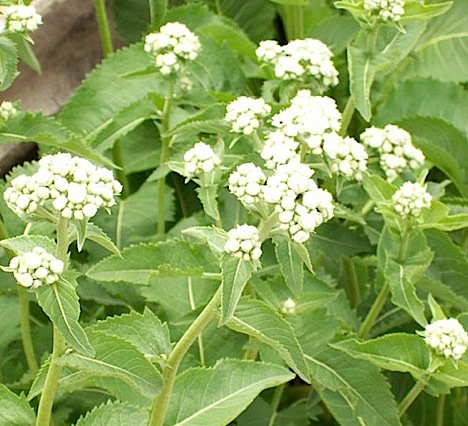 Wild Quinine ~ PowerFull Medicinal Plants