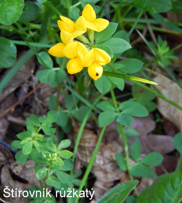 Bylinky ze Salaše: Štírovník růžkatý