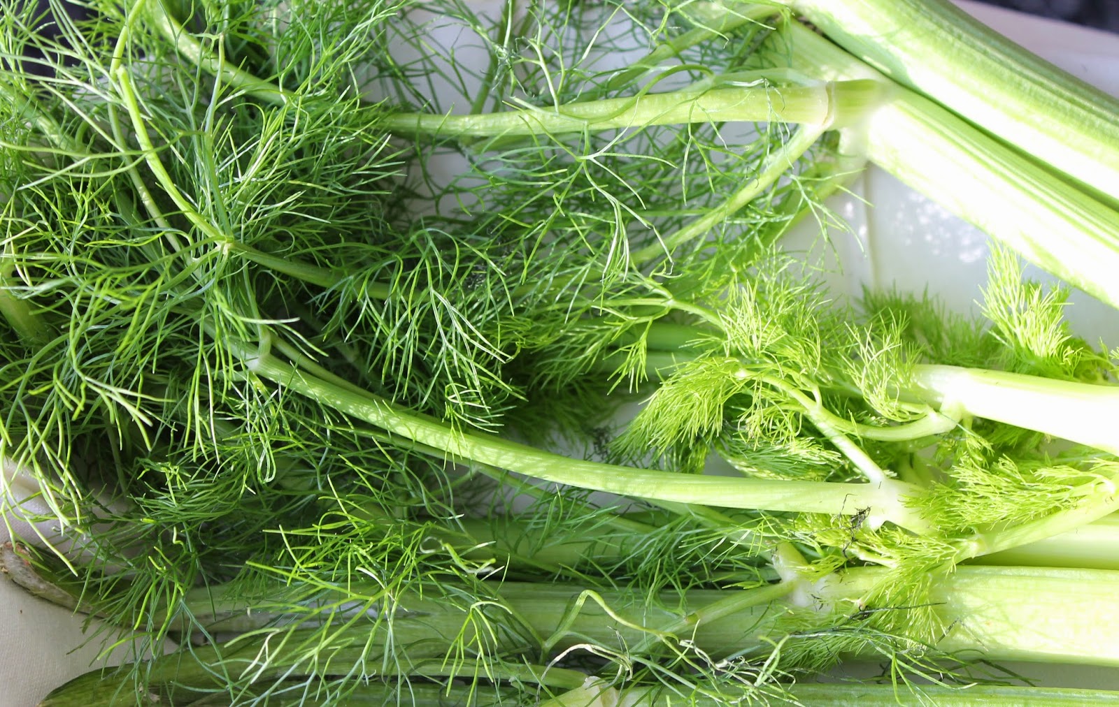 Lisa Tsakos, RHN: Phenomenal Fennel Recipe!