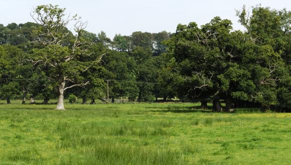 GREEN FOREST: Wood pasture