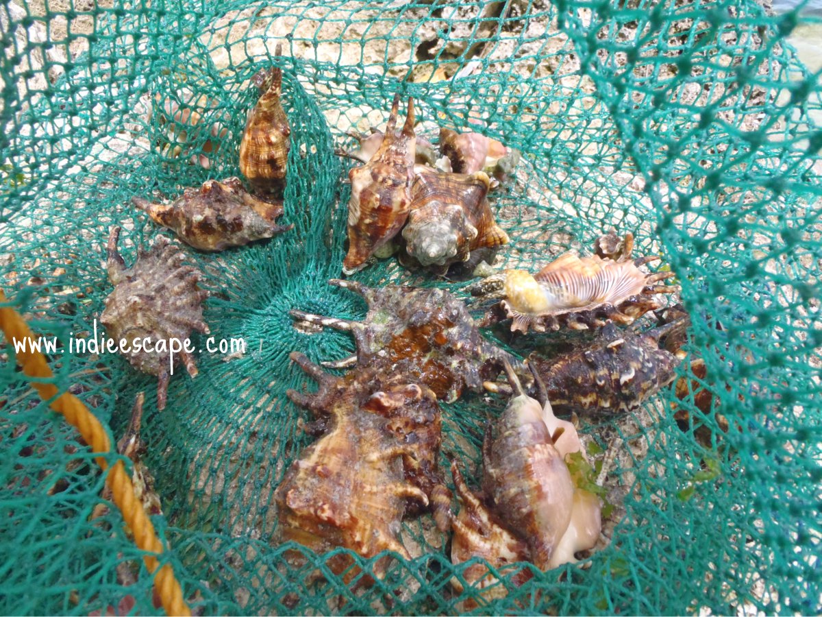 Bike Trails: Olango? Let's Go! - Part 2 | Indie Escape