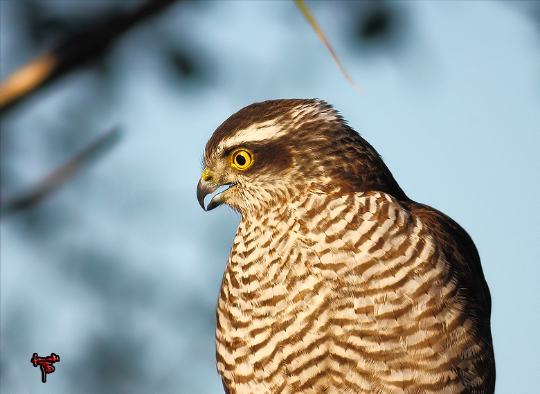 Birds of Extremadura (Spain): THE SPARROW HAWK IN EXTREMADURA (2009-2010)