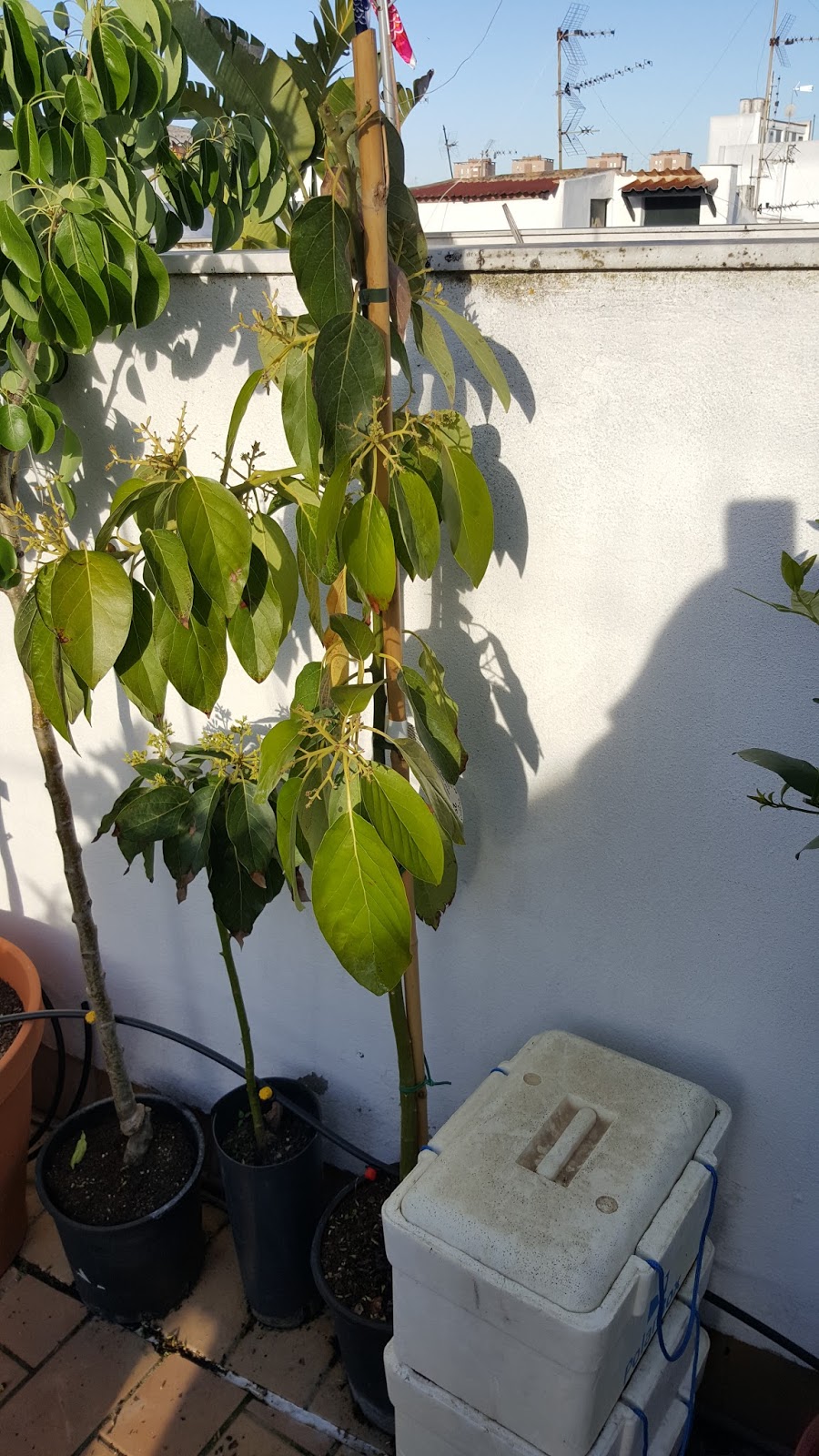 Arbol De Aguacate En Maceta