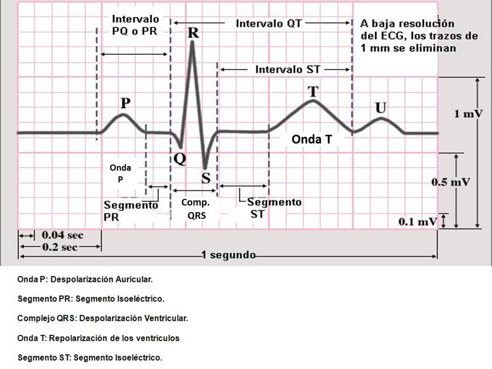 Portafolio de evidencias de Fisiología Básica (Ilsa Elenes IV.-5 ...