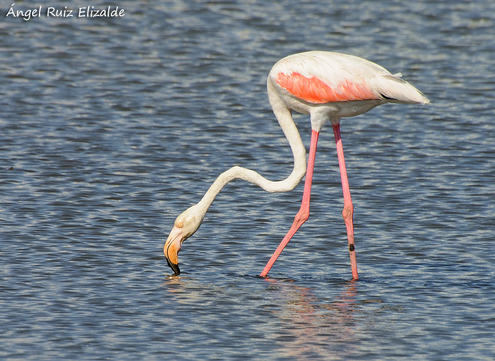 Aves de la Ría de Ajo: septiembre 2011