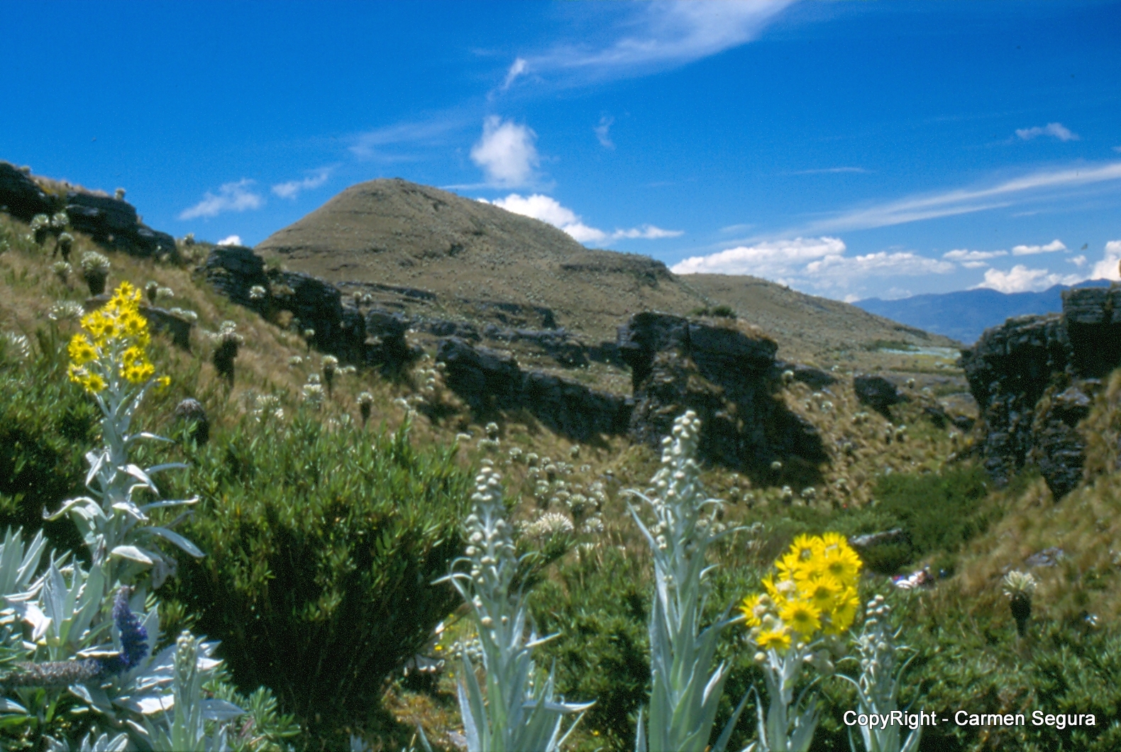LA FAUNA Y FLORA EN EL PARAMO DE MONGUI: FLORA DEL PÁRAMO DE MONGUI