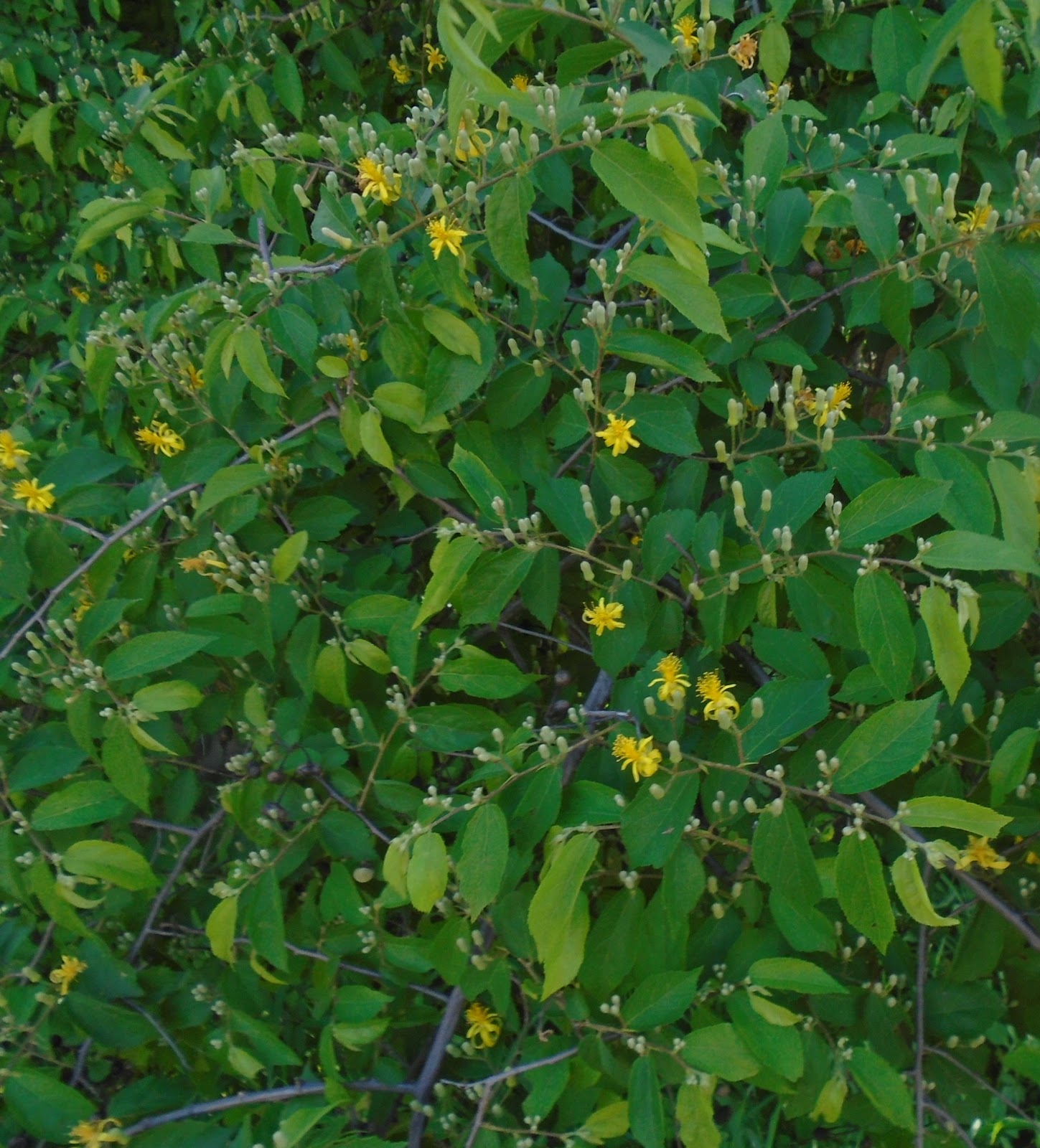 Michero yemusango muchaiyeuka here, kwenyu munoipa mazita api?