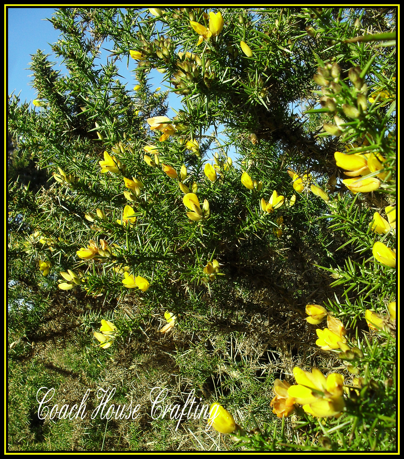 Coach House Crafting on a budget: Polytunnel / Gardening