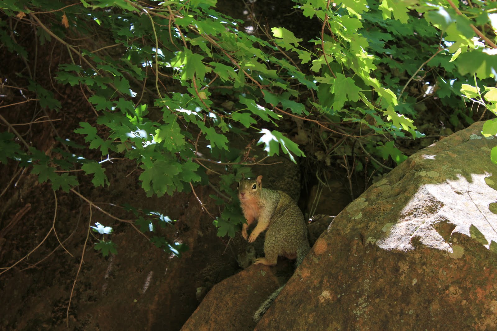 Greggle Goes West: Because Mukuntuweap Was Too Hard to Pronounce