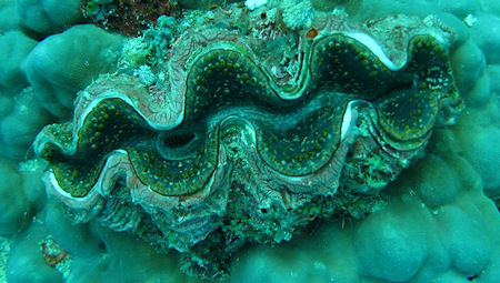 The Presurfer: Giant Clams Could Help Light Up Color Displays In A Cool ...