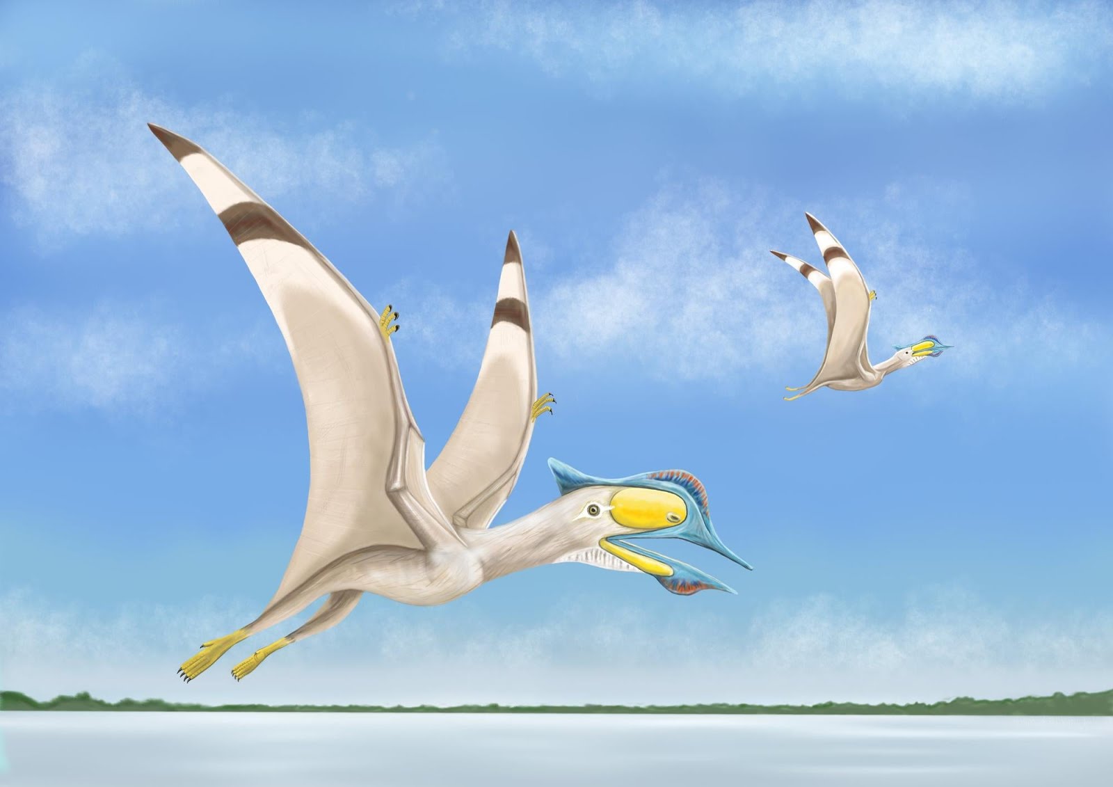 Species New to Science: [Paleontology • 2020] Afrotapejara zouhri • A ...