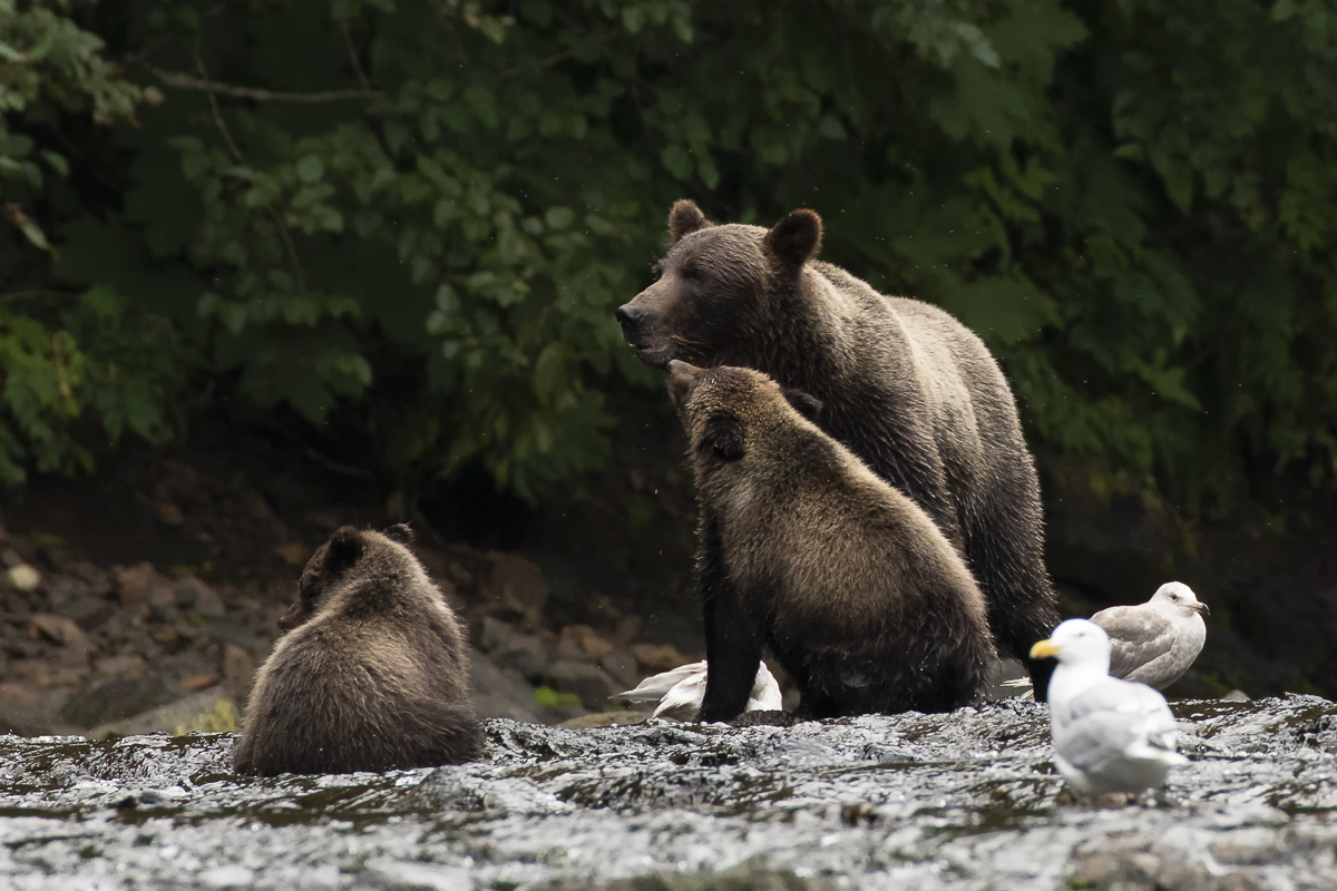 Birds-n-Blooms: Bears Galore