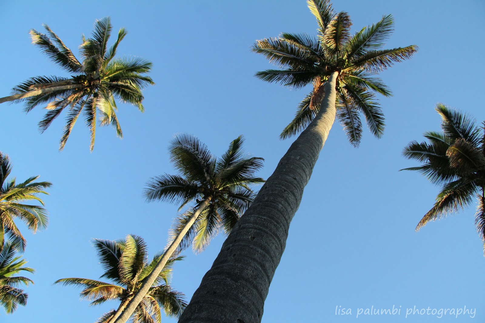 la famiglia: i love palm trees