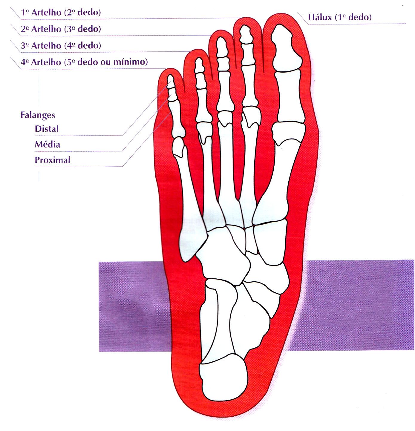 Dedão Do Pé Anatomia - FDPLEARN