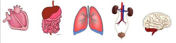 Sel, Jaringan, Organ, Sistem Organ, dan Organisme | Aku Cinta Biologi