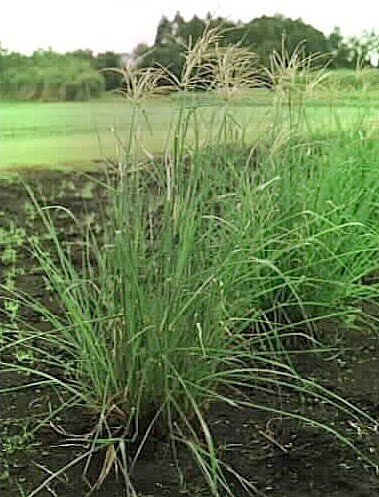 ag1992 blog: Tanaman Pakan Ternak