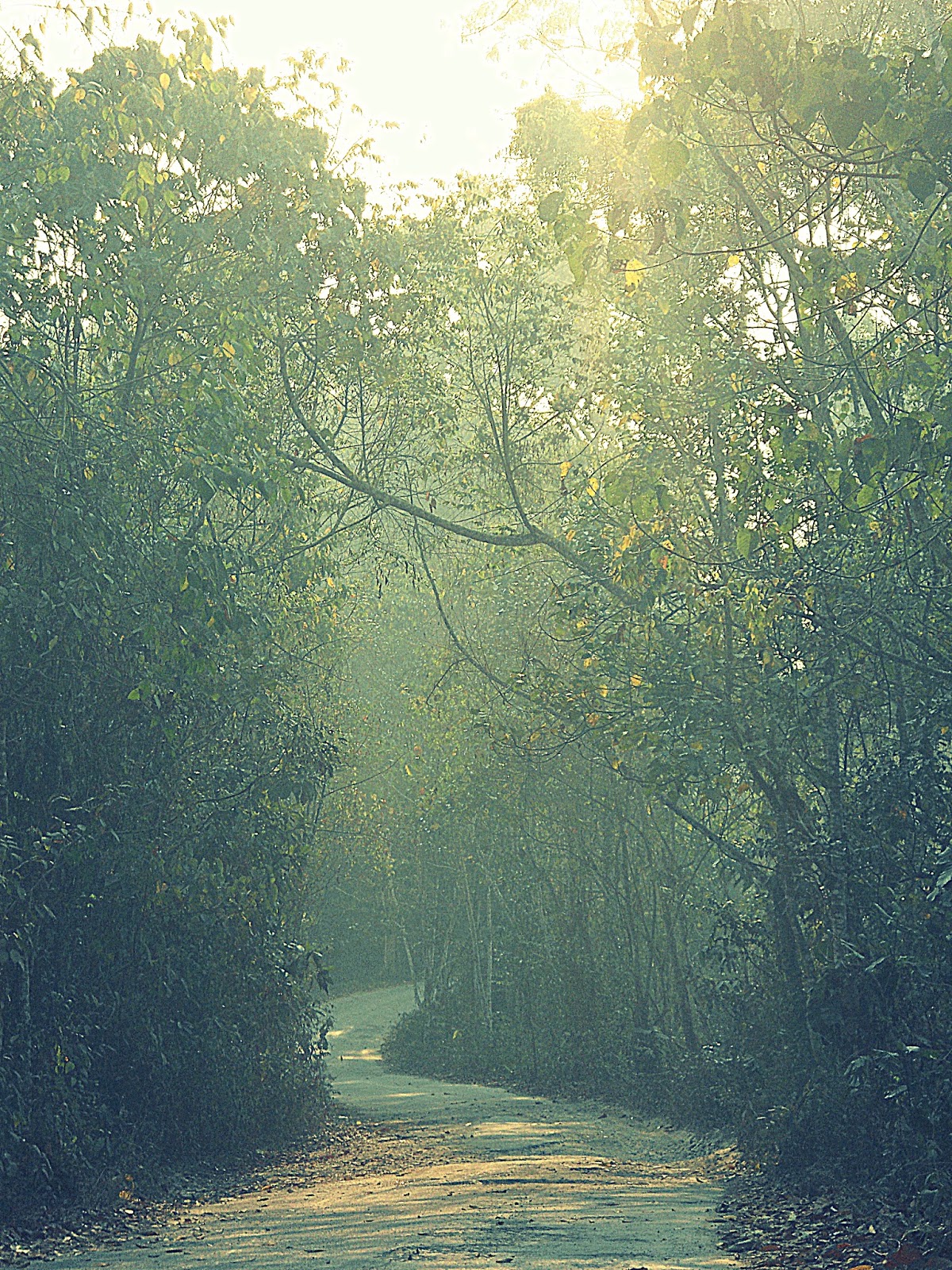 Rainforest of Assam: PHOTO GALLERY