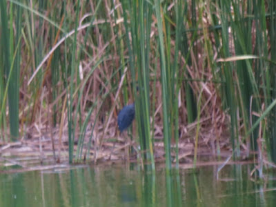 " Welcome to Lavender Dreams ": The dusky blue coo coo bird