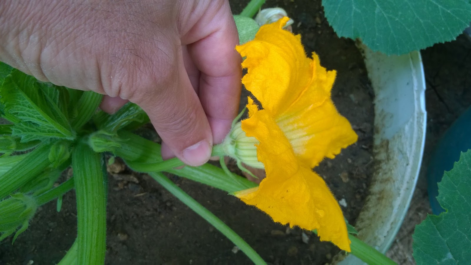 How To Grow Organic Courgettes