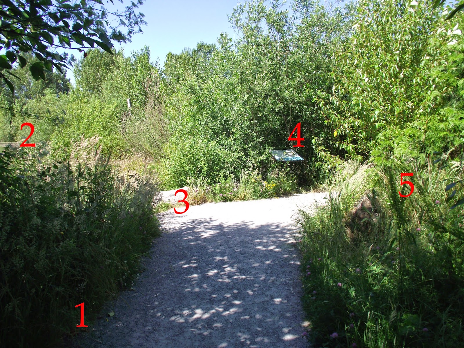 Natural History Journal: Walking Tour of Magnuson Park