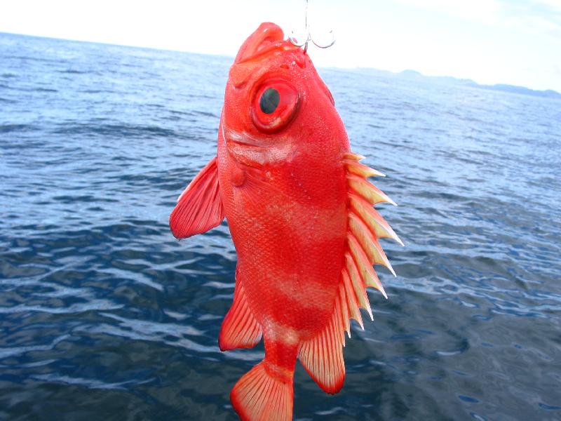 sancarlosfortin: pescado rojo