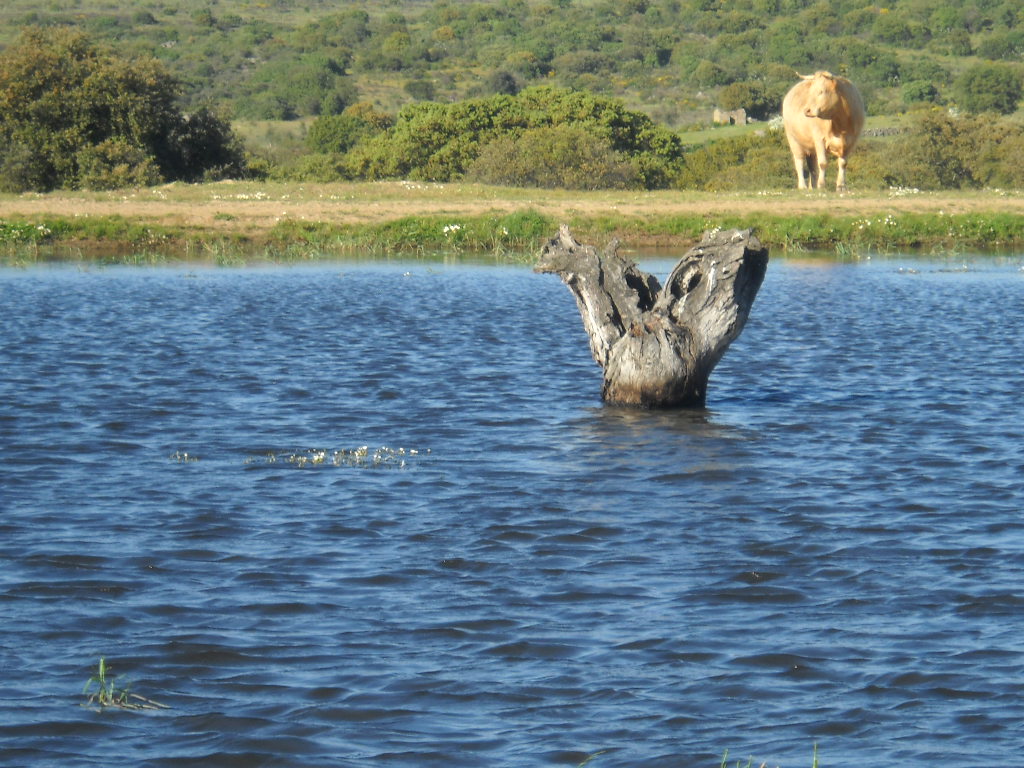 La pesca de la tenca: OJEANDO UTENSILIOS Y ACCESORIOS PARA TENCAS.