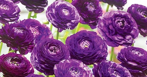 Laurelhurst Craftsman Bungalow: Front Planting Strip