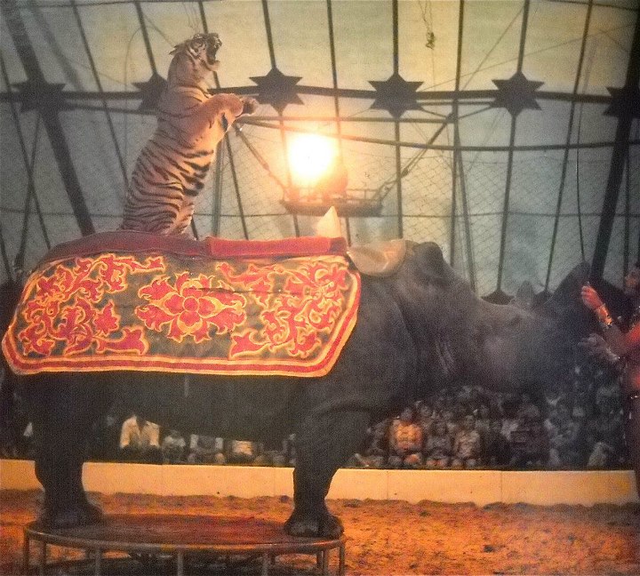 The Circus "NO SPIN ZONE": Circus Rhino's--Fredy Knie Jr. 1972