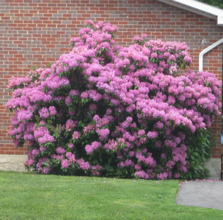 Future Plants by Randy Stewart: Rhododendrons - Species