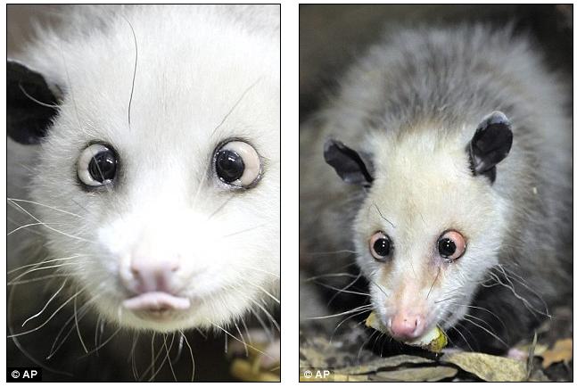 Auf wiedersehen, pet: Heidi the cross-eyed opossum closes her eyes for ...