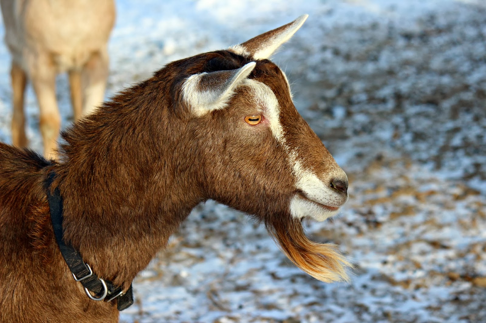 Why Geraldine!?: The Birthday Goat