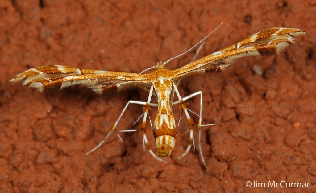 Ohio Birds and Biodiversity: A gallery of moths, from Mothapalooza