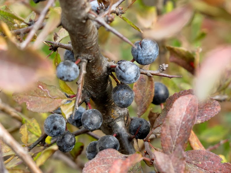 Floarea -bunica: Fructe miraculoase