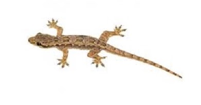 gambar cicak hutan - Boris Hunter