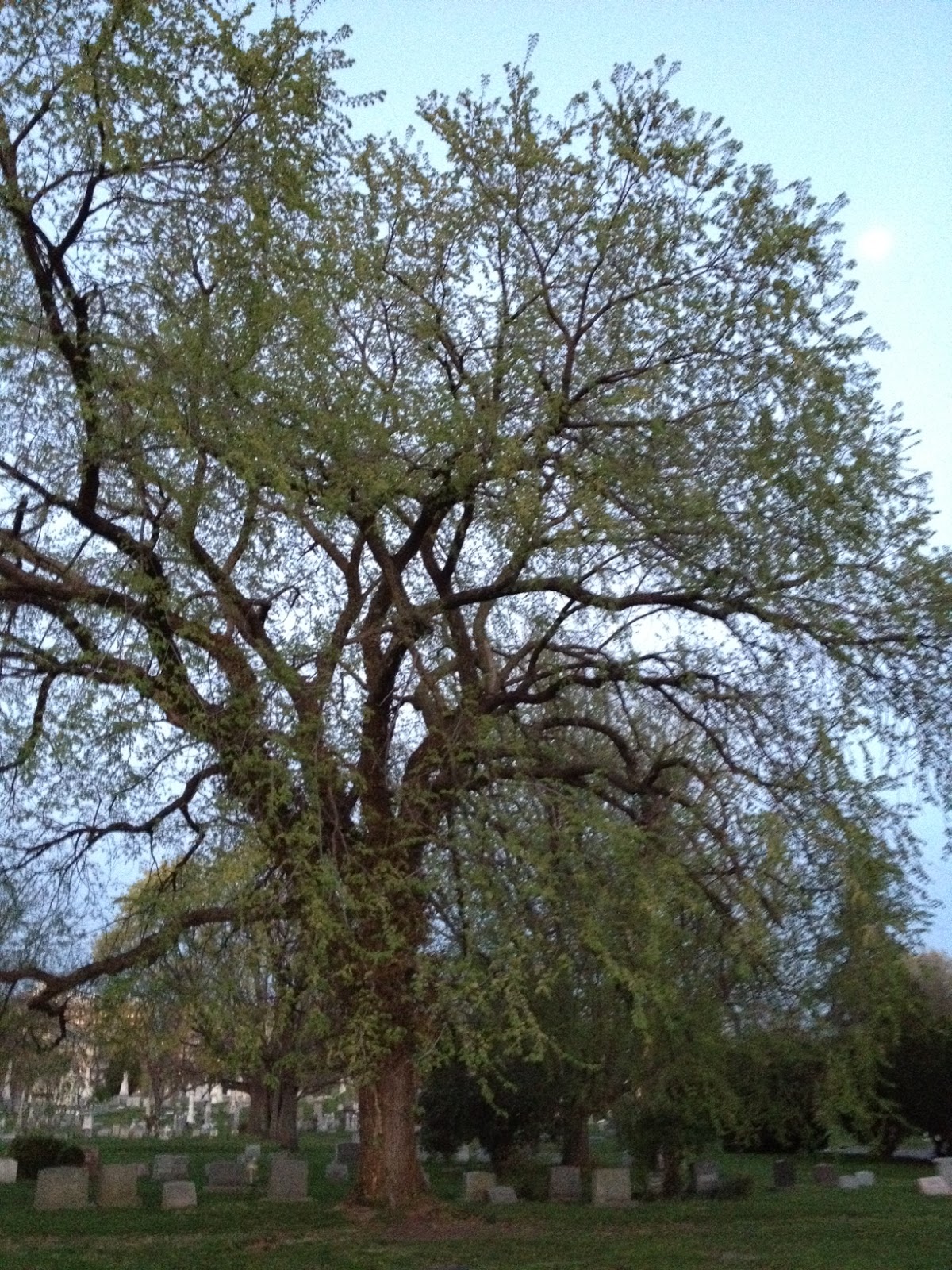 PHILLY TREES: SOUTH PHILLY TUNDRA, WEST PHILLY WOODLANDS