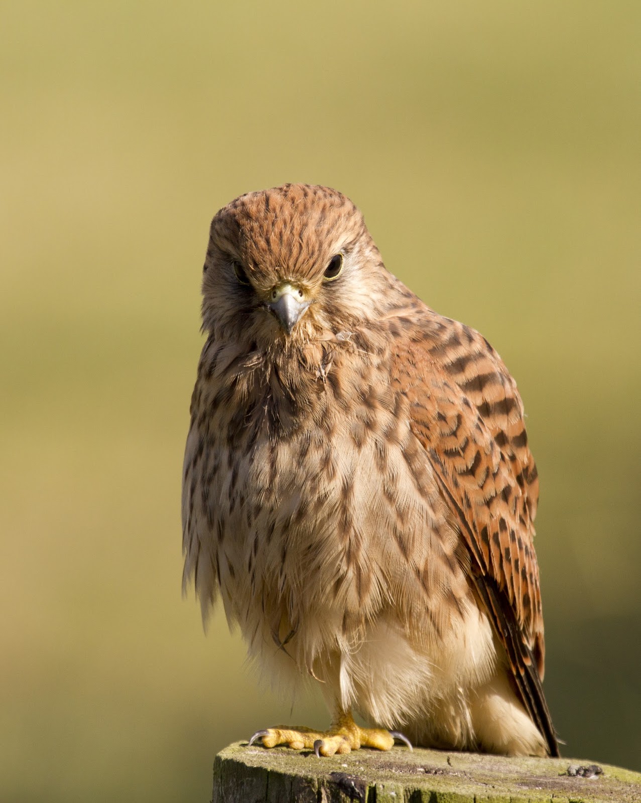 Sharpes birds: Juvenile Kestrel at Canal Hide