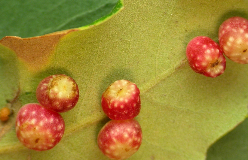 El Blog de Ignacio Henares: Avispas con muchas 'agallas'