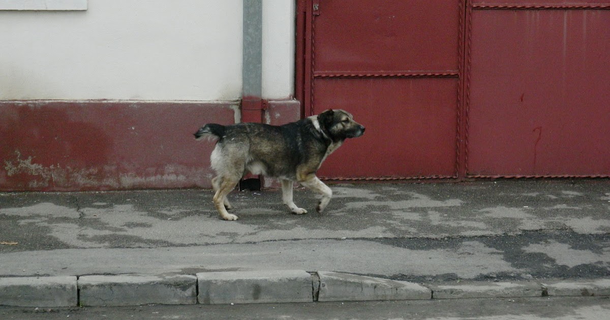 LA MULTI ANI, ROMANIA!: Caine vagabond pe strada Samuil Vulcan