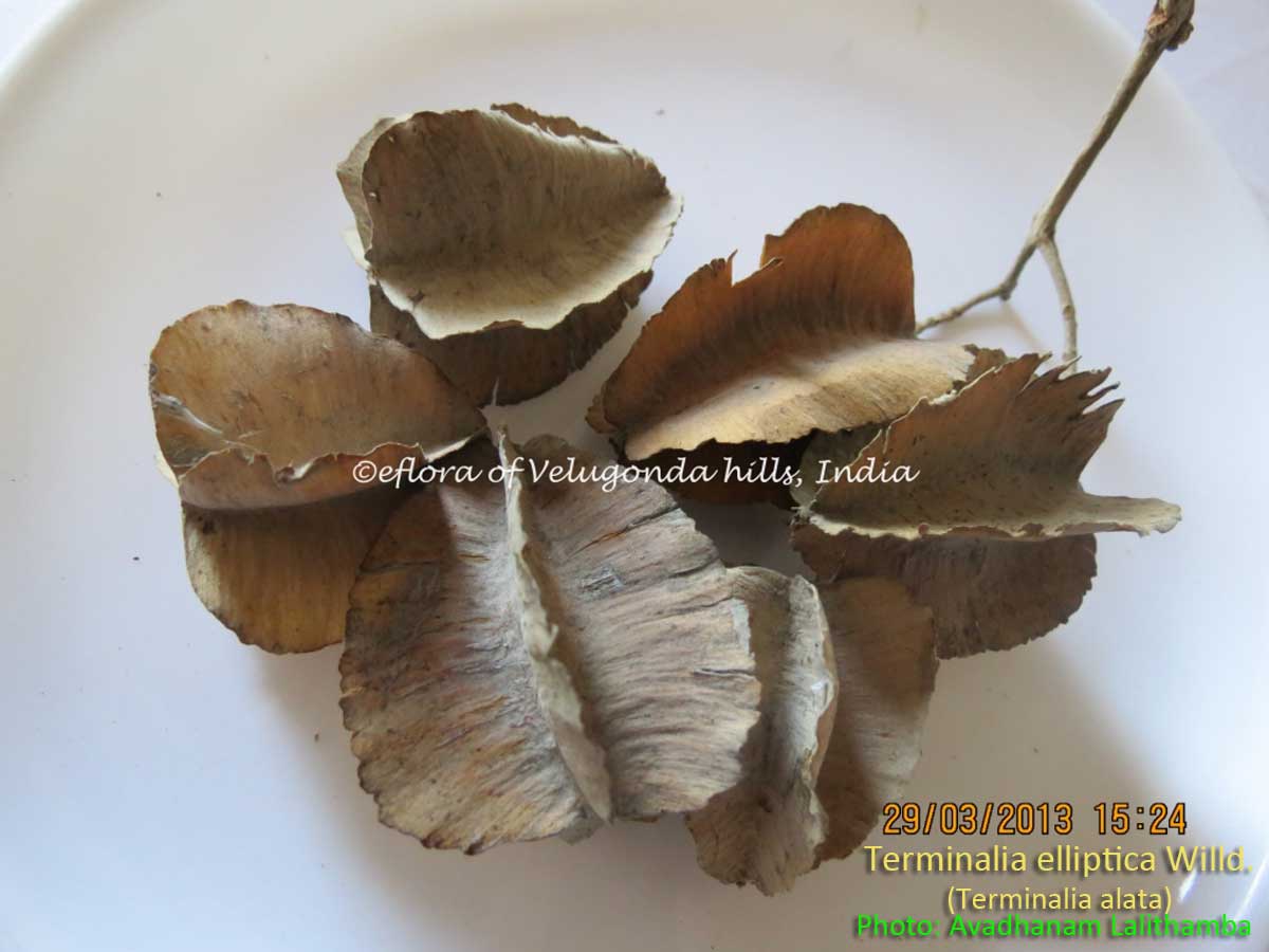 Medicinal Plants: Terminalia elliptica Terminalia alata Nalla maddi ...