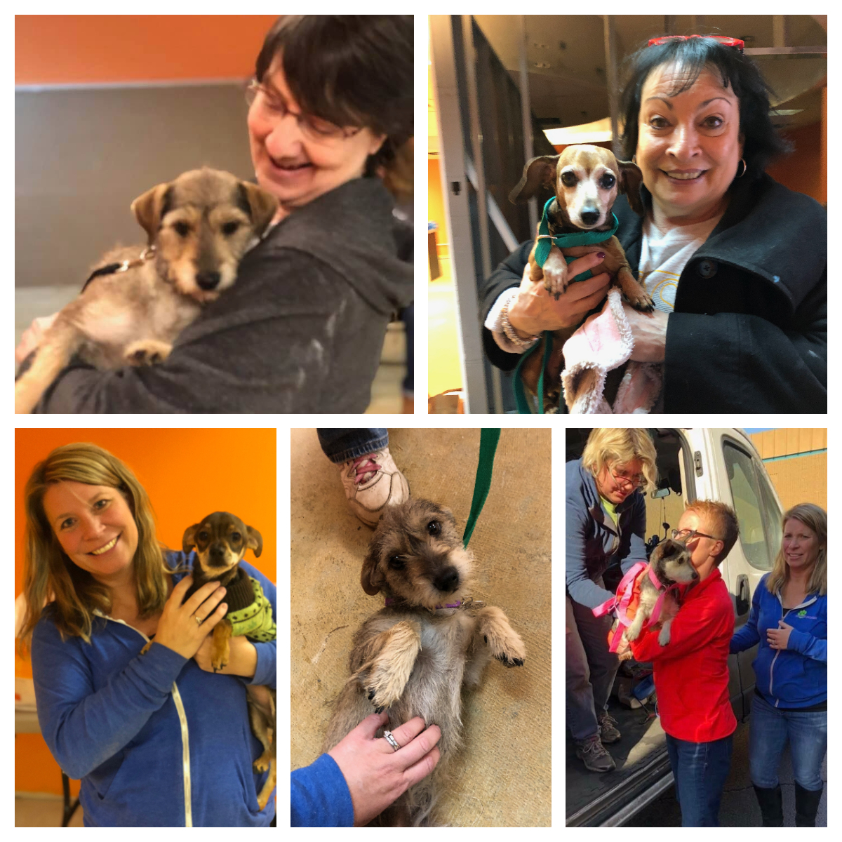 Medical Treatment of Rescue Dogs- Good Karma Standards